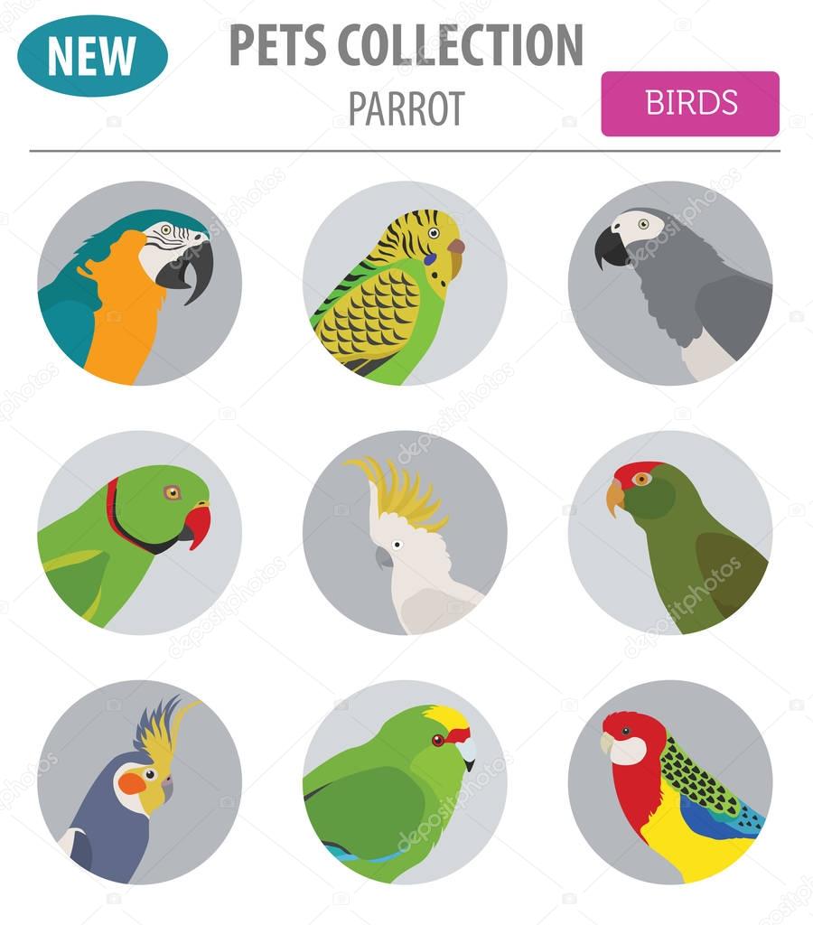 Loro razas icono conjunto de estilo plano aislado en blanco. Aves de ...