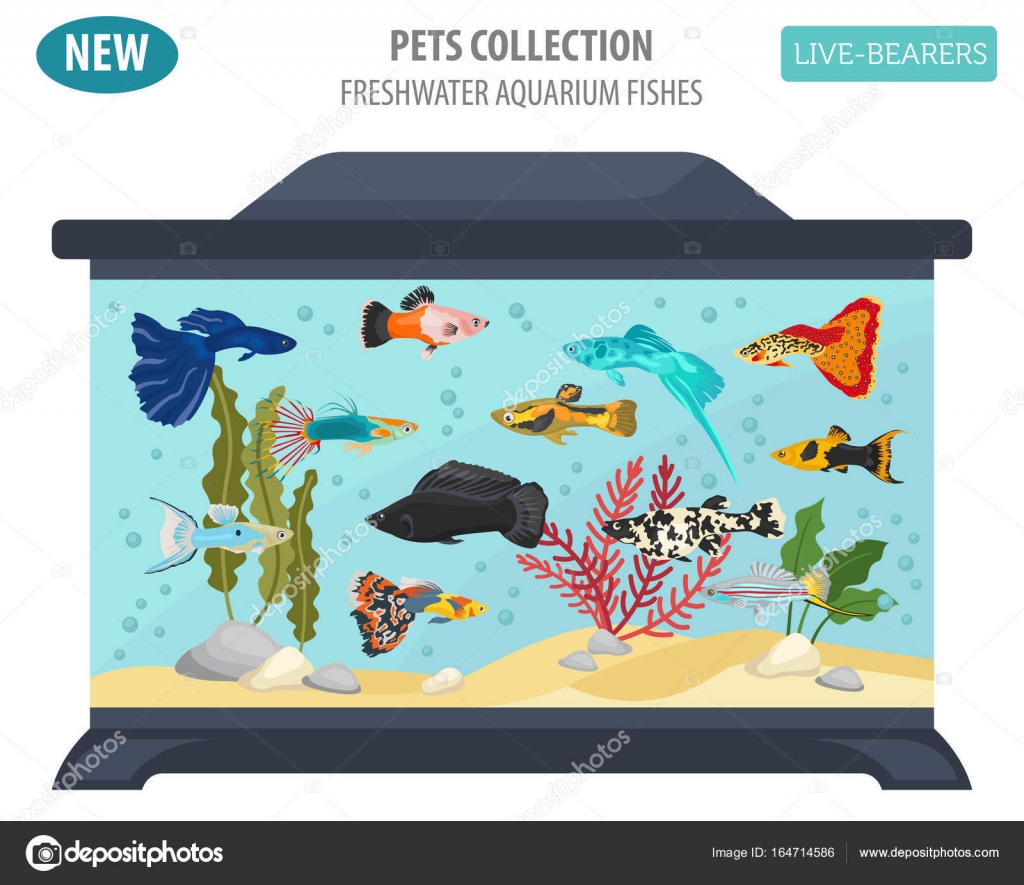 Freshwater fishes breeds icon set flat style isolated on white. Stock ...