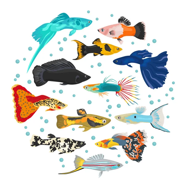 38 Molly fish Vector Images | Depositphotos