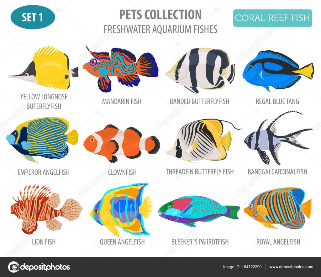 Freshwater Aquarium Fish Identification