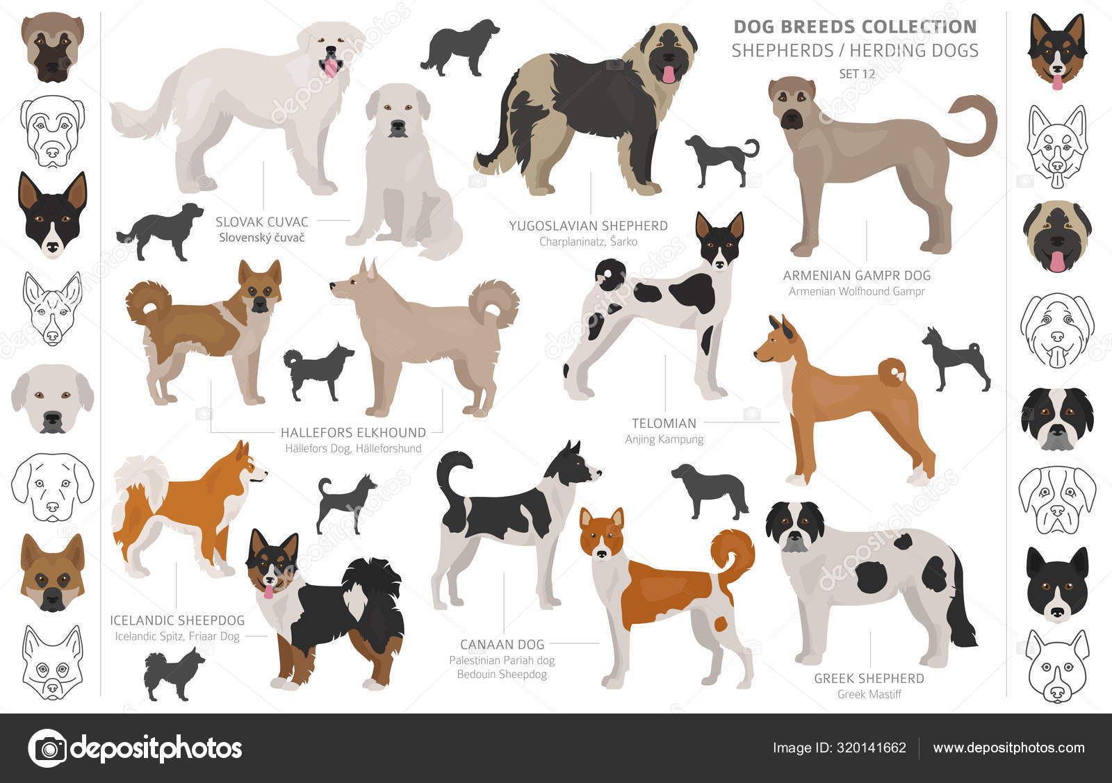 What Color Are Greek Shepherd Dogs