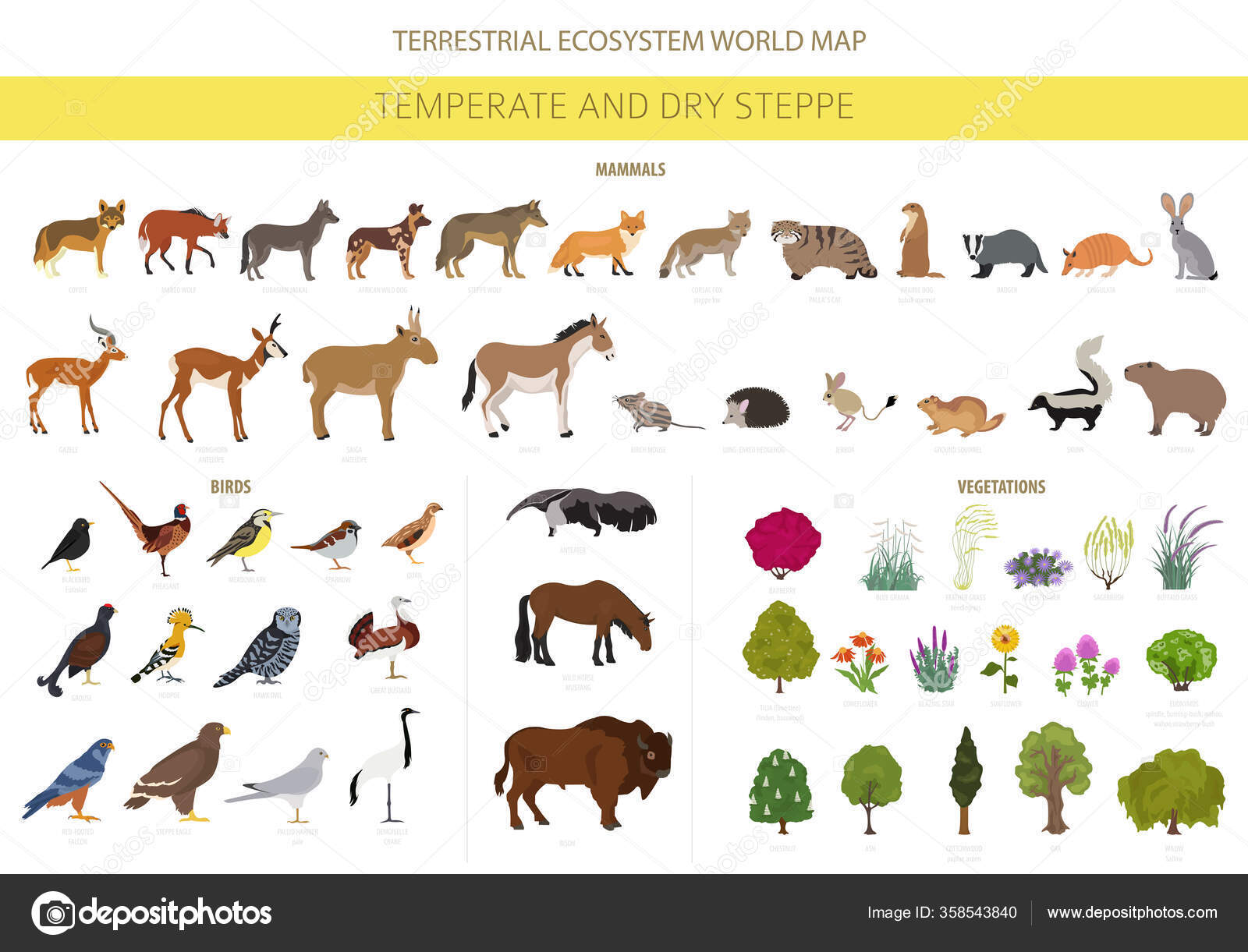 Biom Stepă Temperat Uscat Infografic Din Regiunea Naturală Prarie Stepă ...