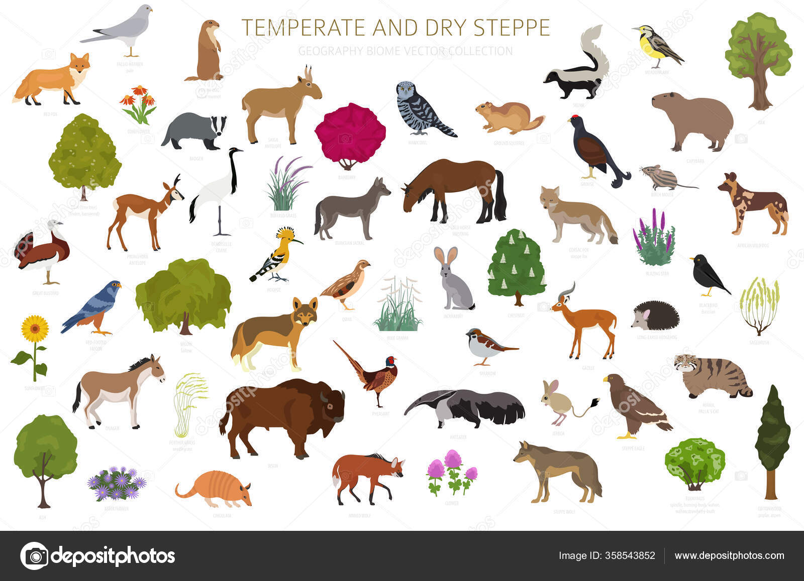 Temperate Grasslands Birds