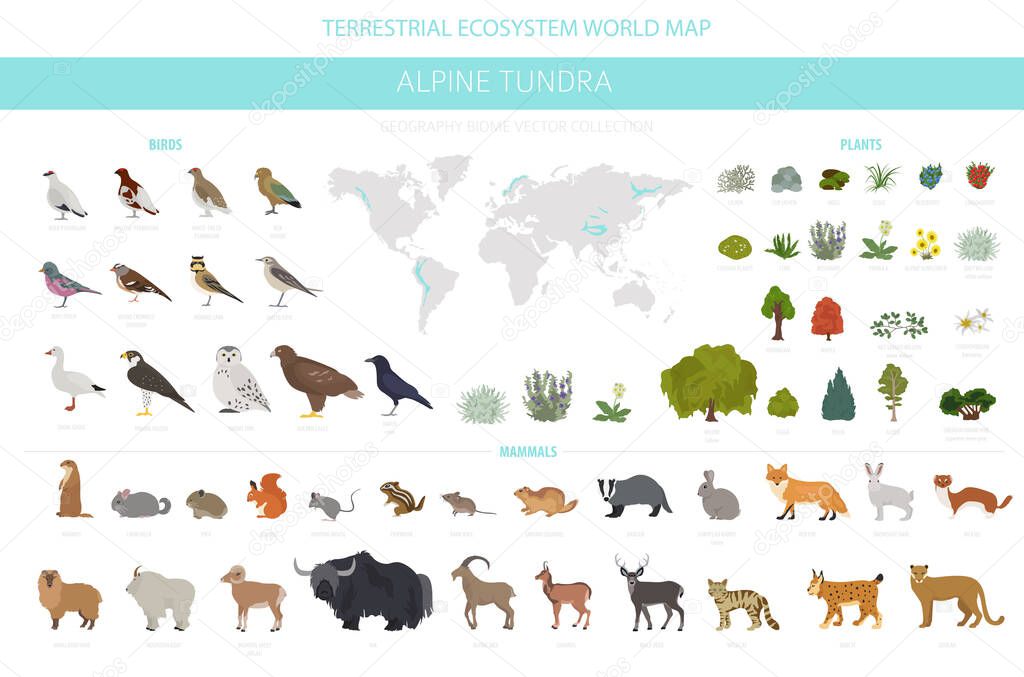 Bioma de tundra apina, infograf a de la regi n natural. Mapa mundial de ecosistemas terrestres ...