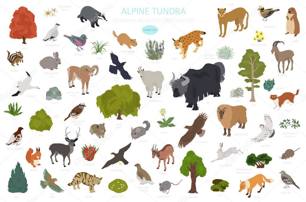 Bioma de tundra apina, regi n natural de la infograf a isom trica. Mapa mundial de ecosistemas ...