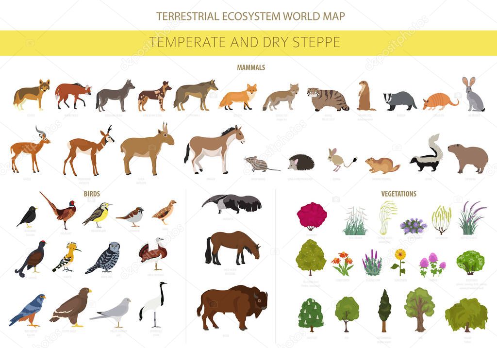 Bioma de estepa templado y seco, infografía de la región natural ...