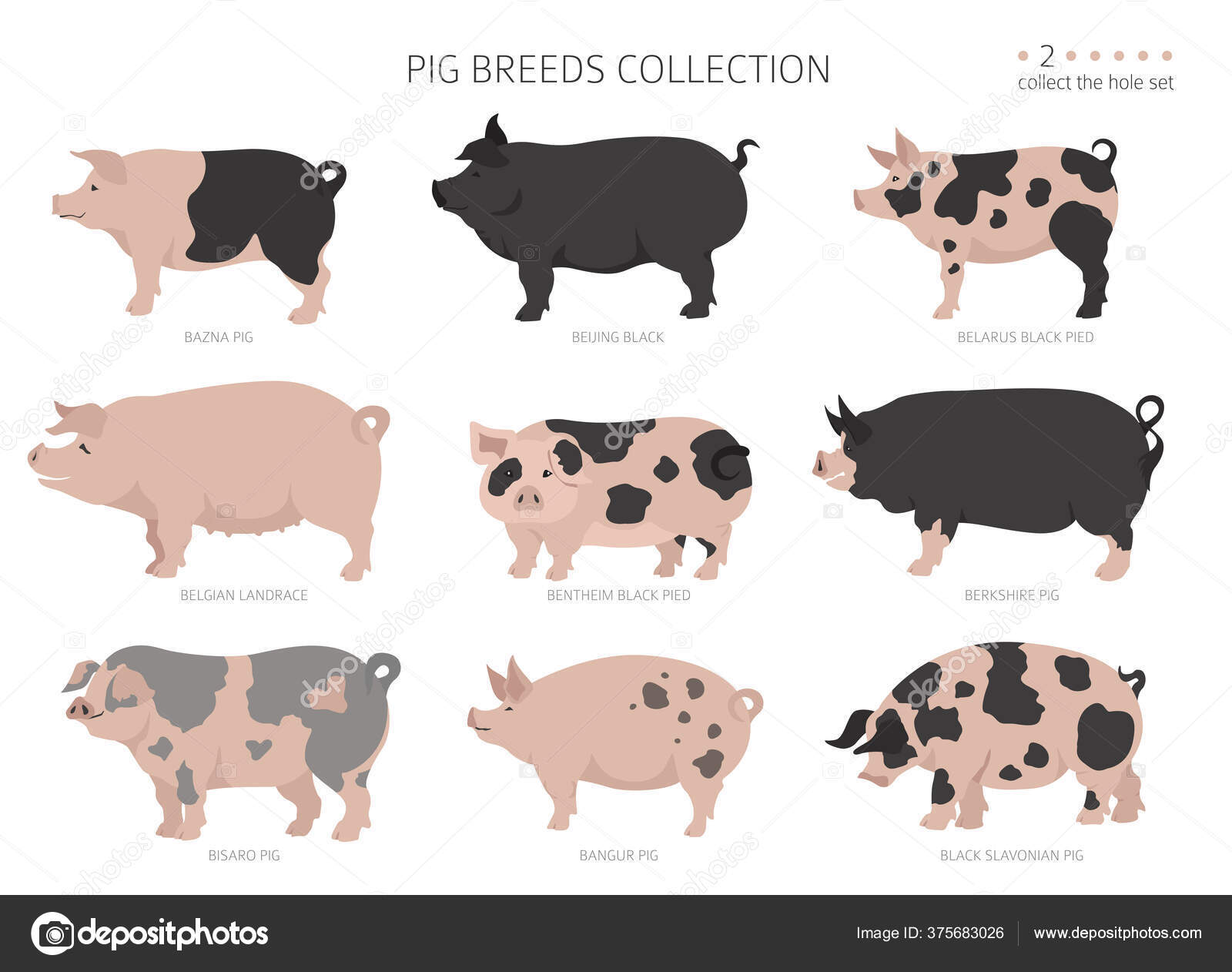 Pig Breeds