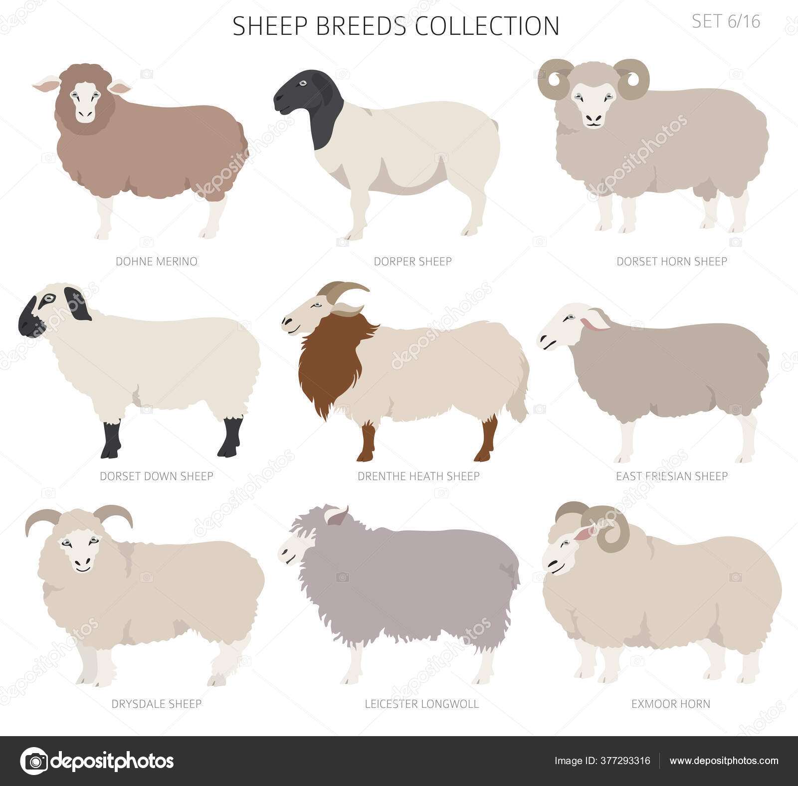 Sheep Breeds Collection Farm Animals Set Flat Design Vector ...