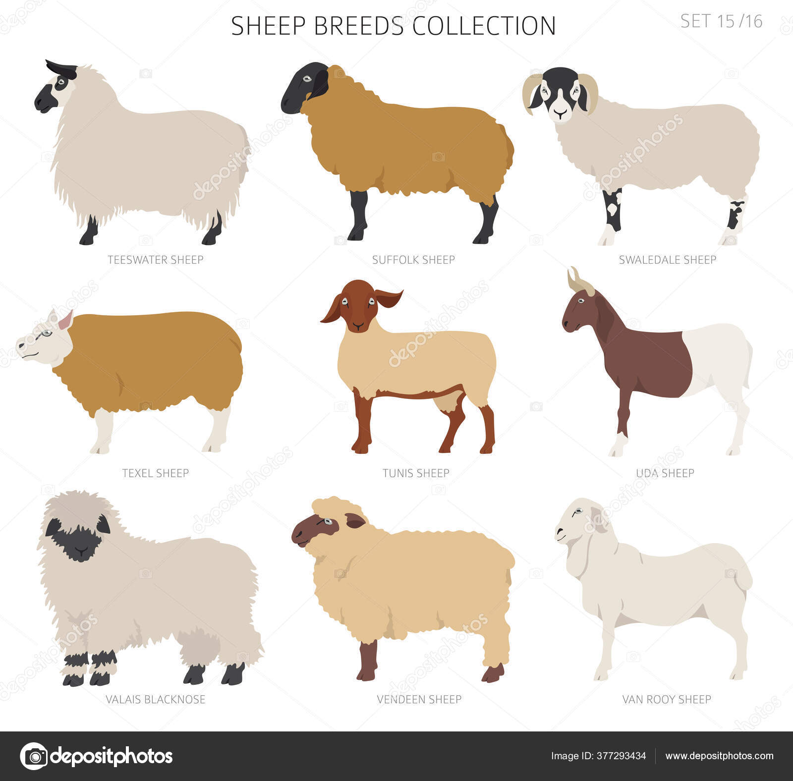 Damara Sheep Vector