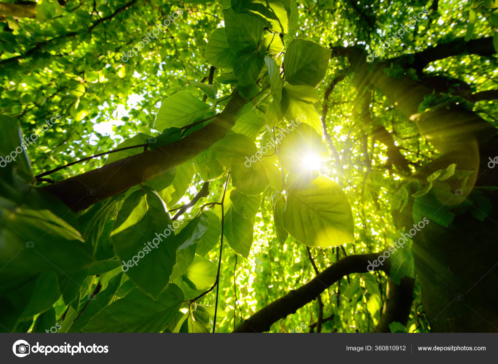 Worms Eye View Beautiful Trees Branches Vibrant Green Foliage Sun Stock ...
