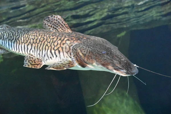 Pseudoplatystoma Stock Photos, Royalty Free Pseudoplatystoma Images ...