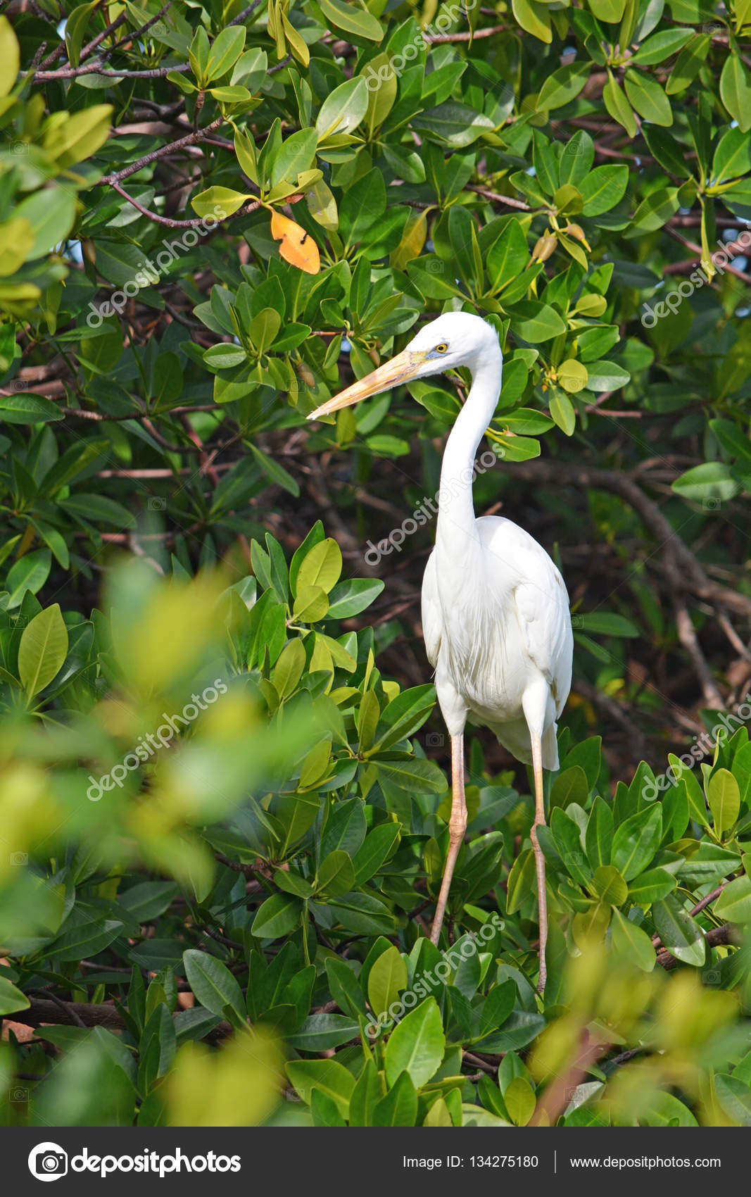 Mangrove Forests Animals