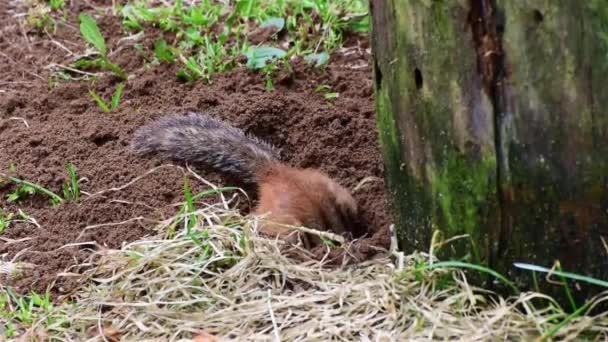 Chipmunk Digs Hole Ground Create Underground Burrow Hole Close Mossy ...