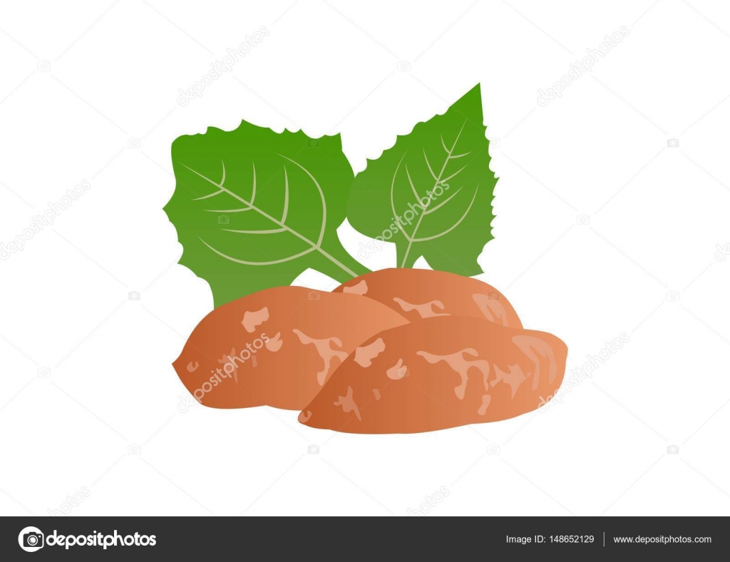 Yacon Fruit Herb Stock Vector Image by ©Sandalphonarts #148652129