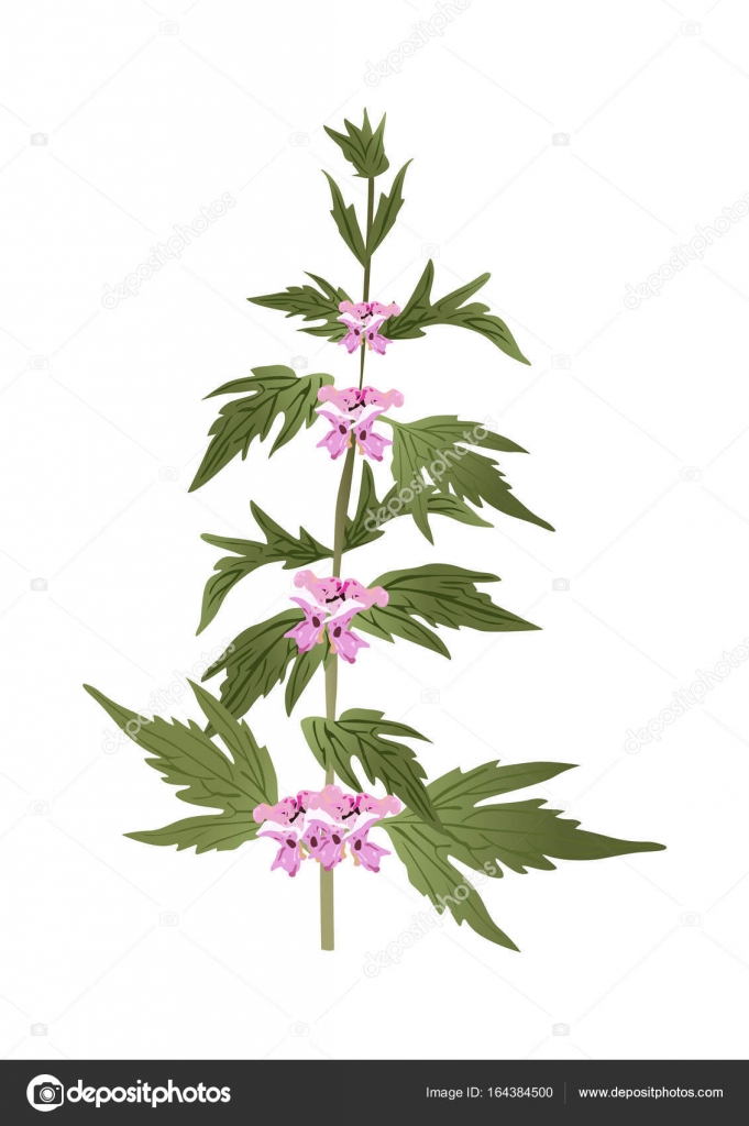 Motherwort or Leonurus Cardiaca Stock Vector Image by ©Sandalphonarts ...