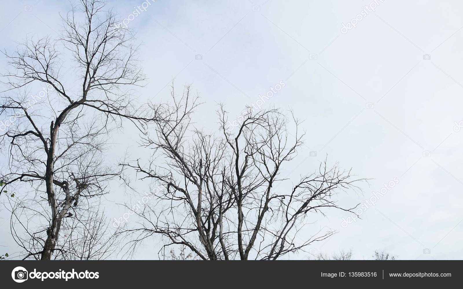Old wood, dry branches of a tree without leaves on a gray background ...