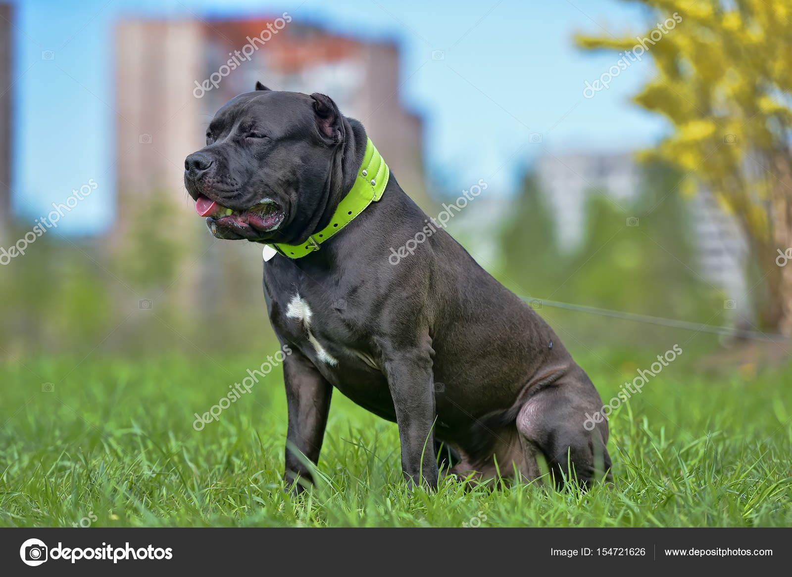 Is A Cane Corso A Bully Breed