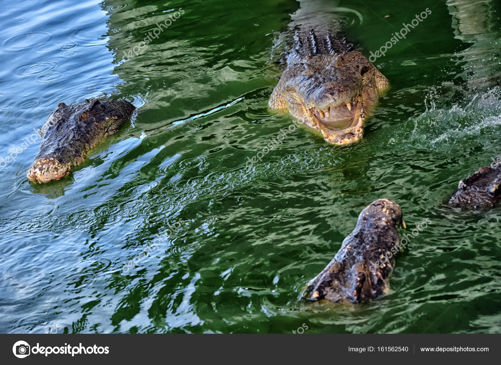 Crocodiles at Crocodile Farm in Thailand — Stock Photo © evdoha #161562540