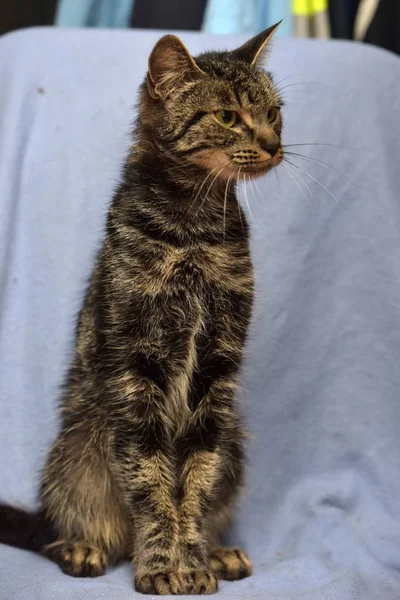 Imágenes de Gato fino libres de derechos | Depositphotos