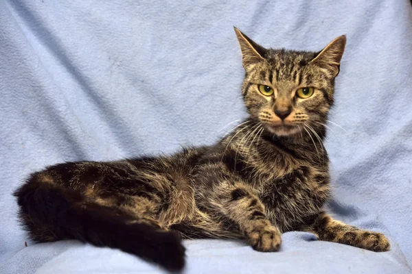 Skinny cat Stock Photos, Royalty Free Skinny cat Images | Depositphotos