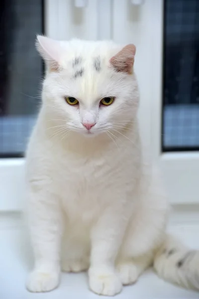 Look of resignation Stock Photos, Royalty Free Look of resignation ...