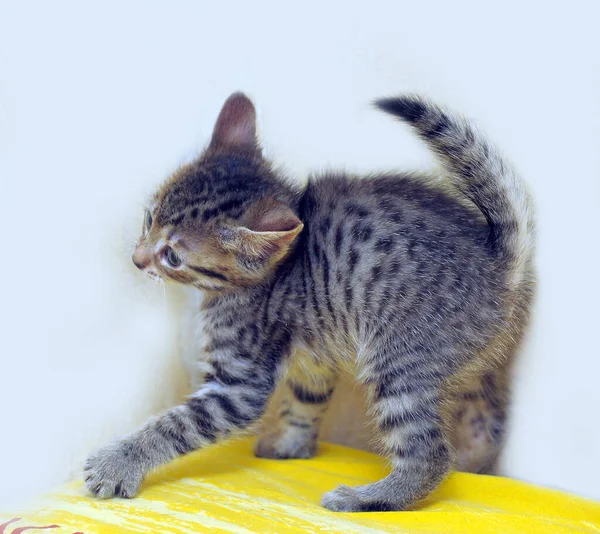 Lekfull tabby katt Stock Photos, Royalty Free Lekfull tabby katt Images ...
