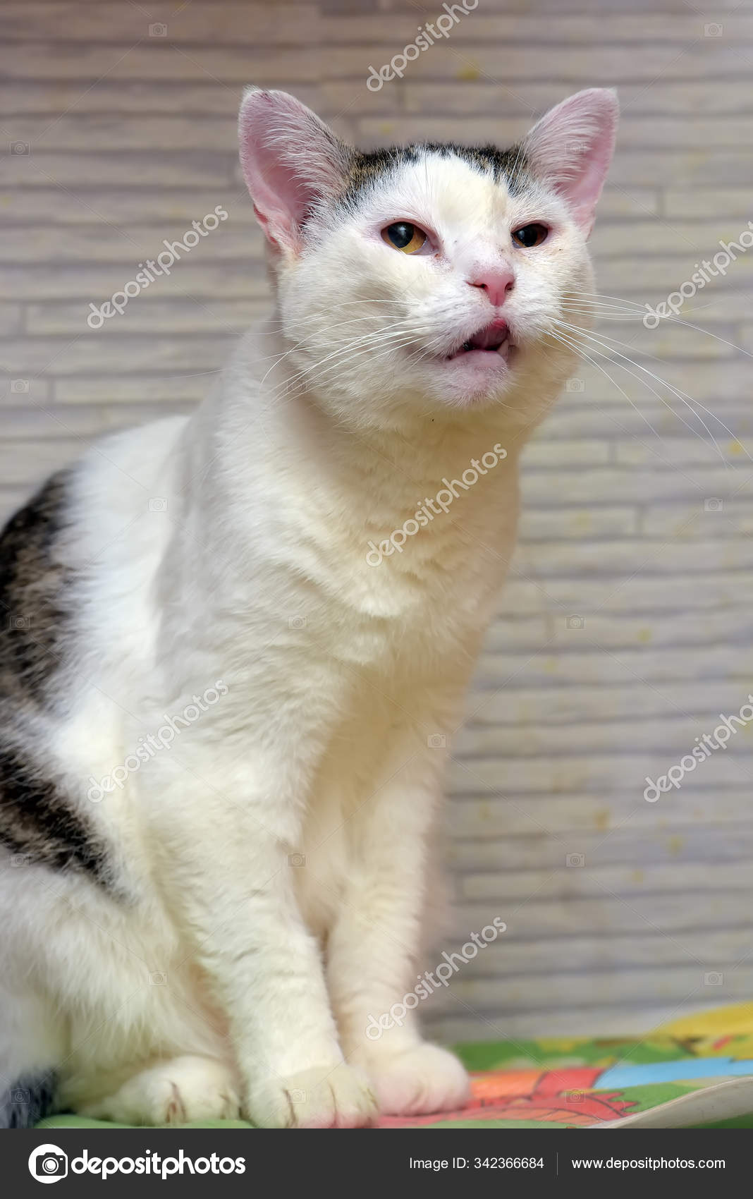 Sick gray with white cat — Stock Photo © evdoha #342366684