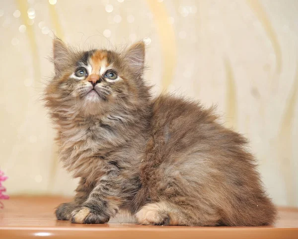 Jovem tortie persa gato Stock Photos, Royalty Free Jovem tortie persa ...