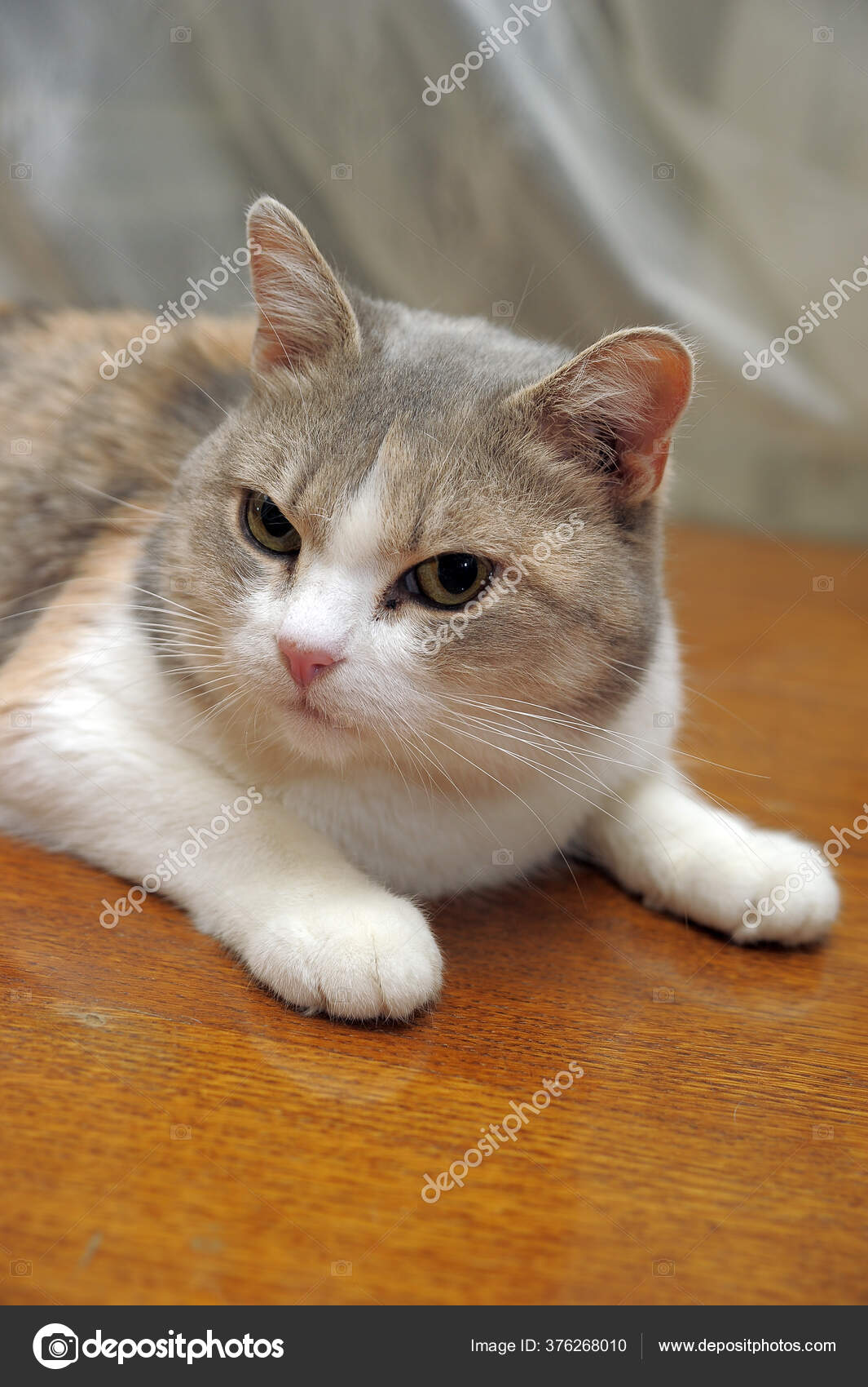 Gray White Red Fat Plump Displeased Cat — Stock Photo © evdoha #376268010