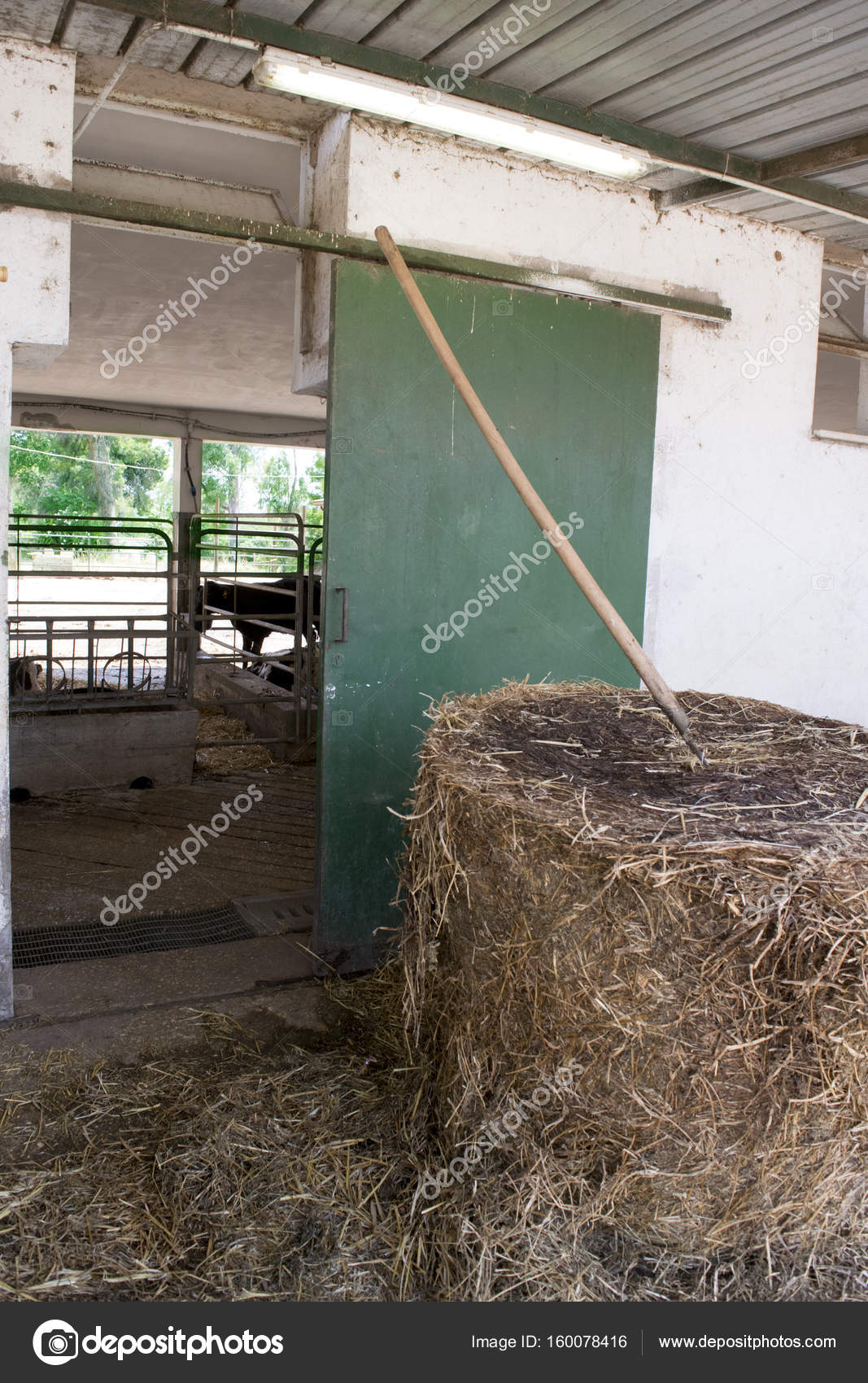 Sheaf of hay with a hayfork in front of a cattle shed — Stock Photo ...