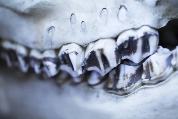 Cattle teeth Images - Search Images on Everypixel