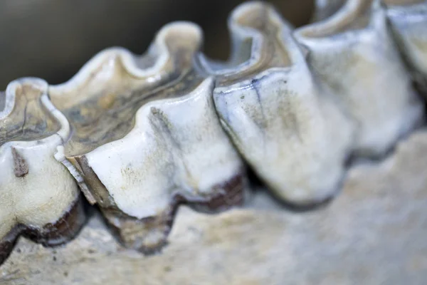 the skull of cattle , cows, bones and teeth. cow skull - Stock Image ...