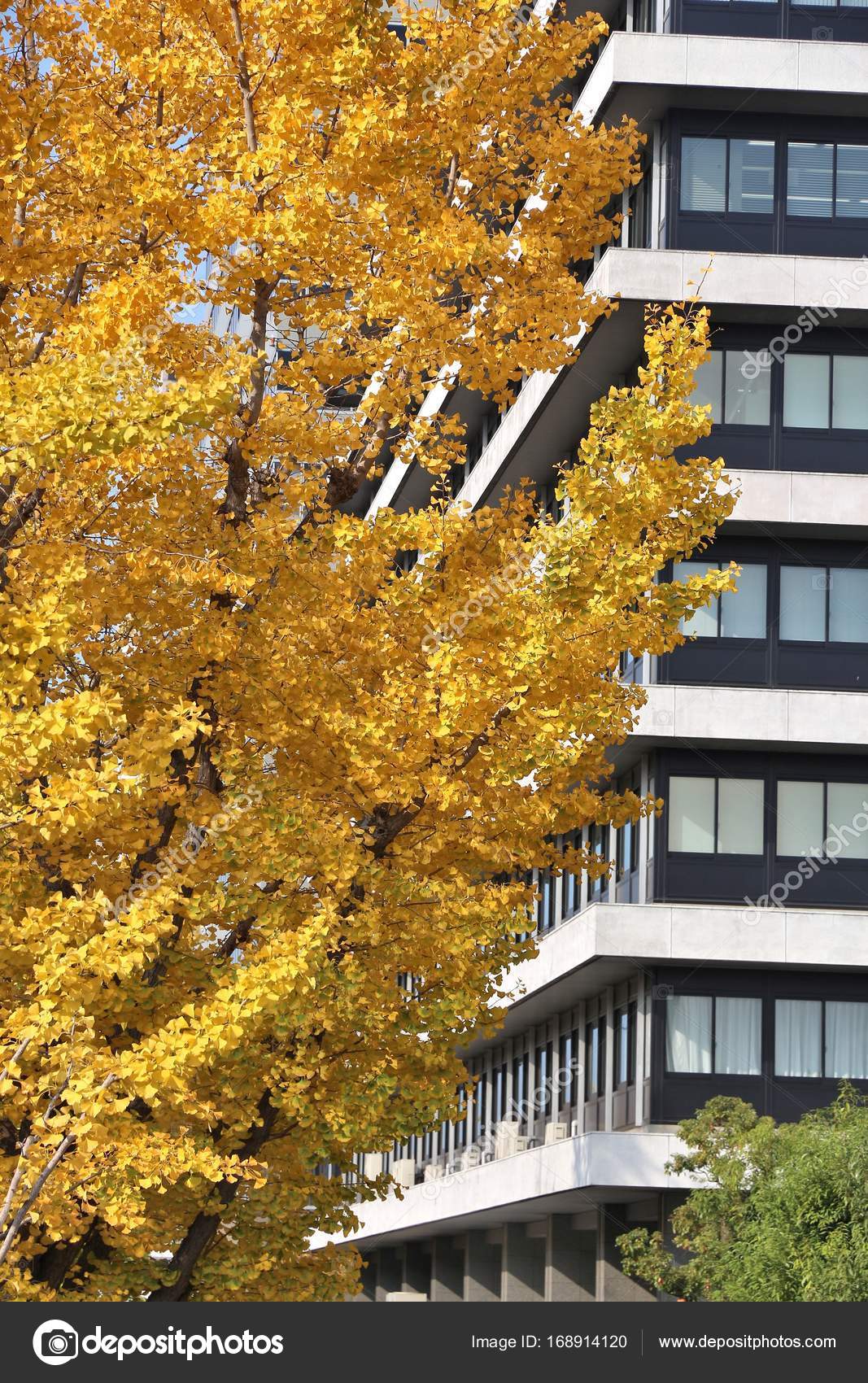 Ginkgo tree in Japan Stock Photo by ©tupungato 168914120
