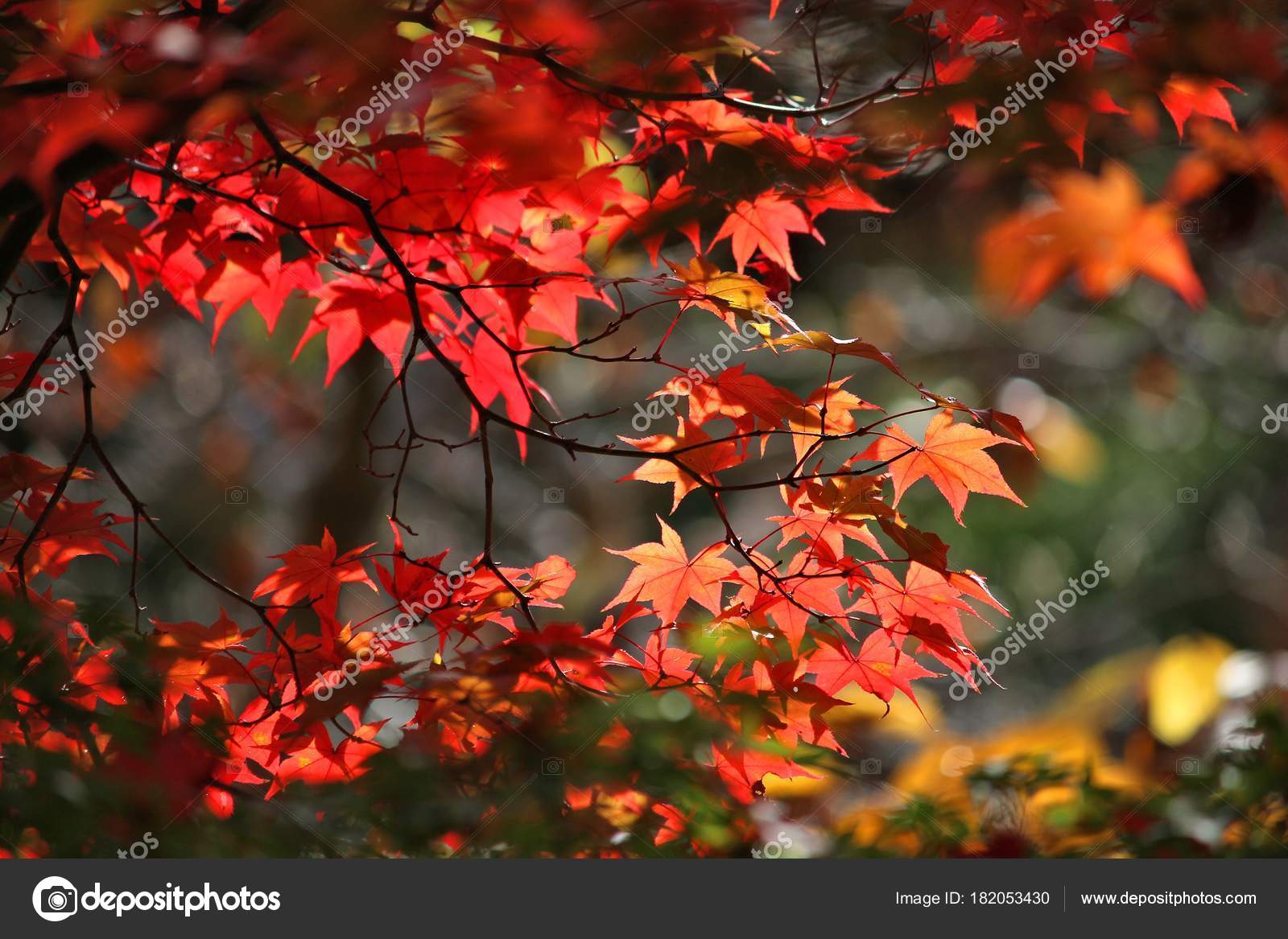 Momiji Tree