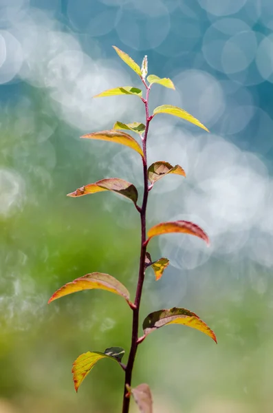 Stick nature Images - Search Images on Everypixel