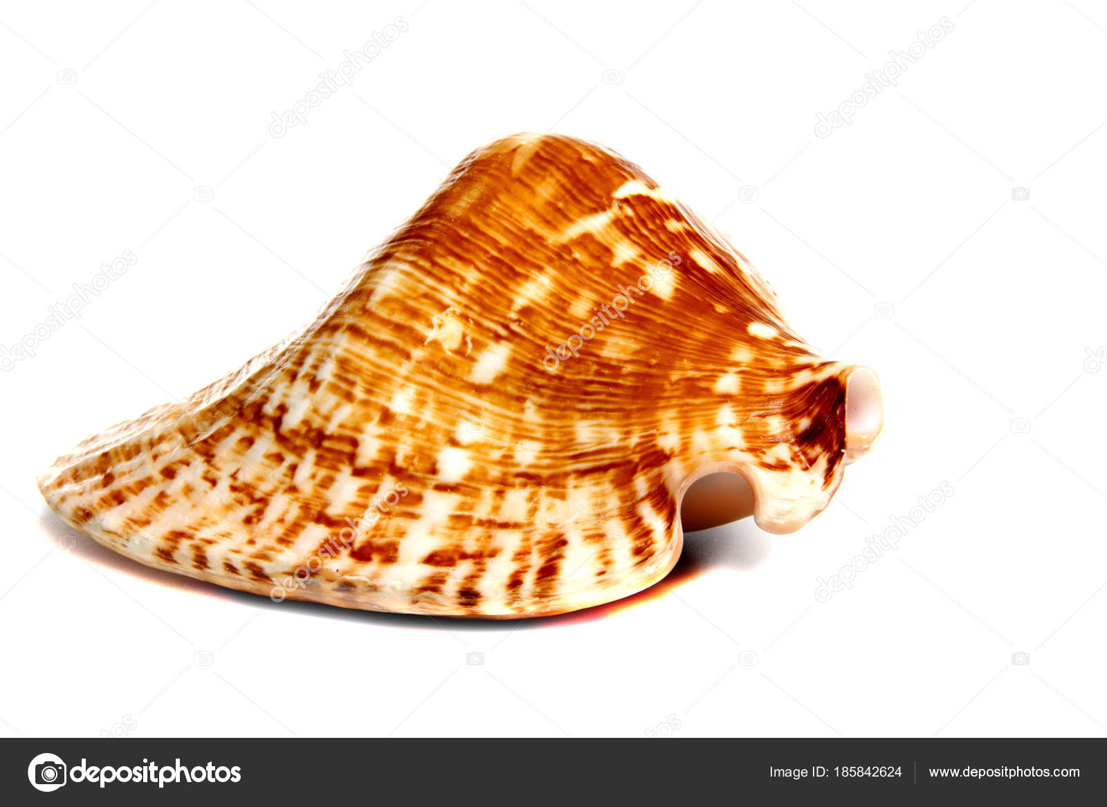 Strombus tricornis — Stock Photo © joophoek #185842624