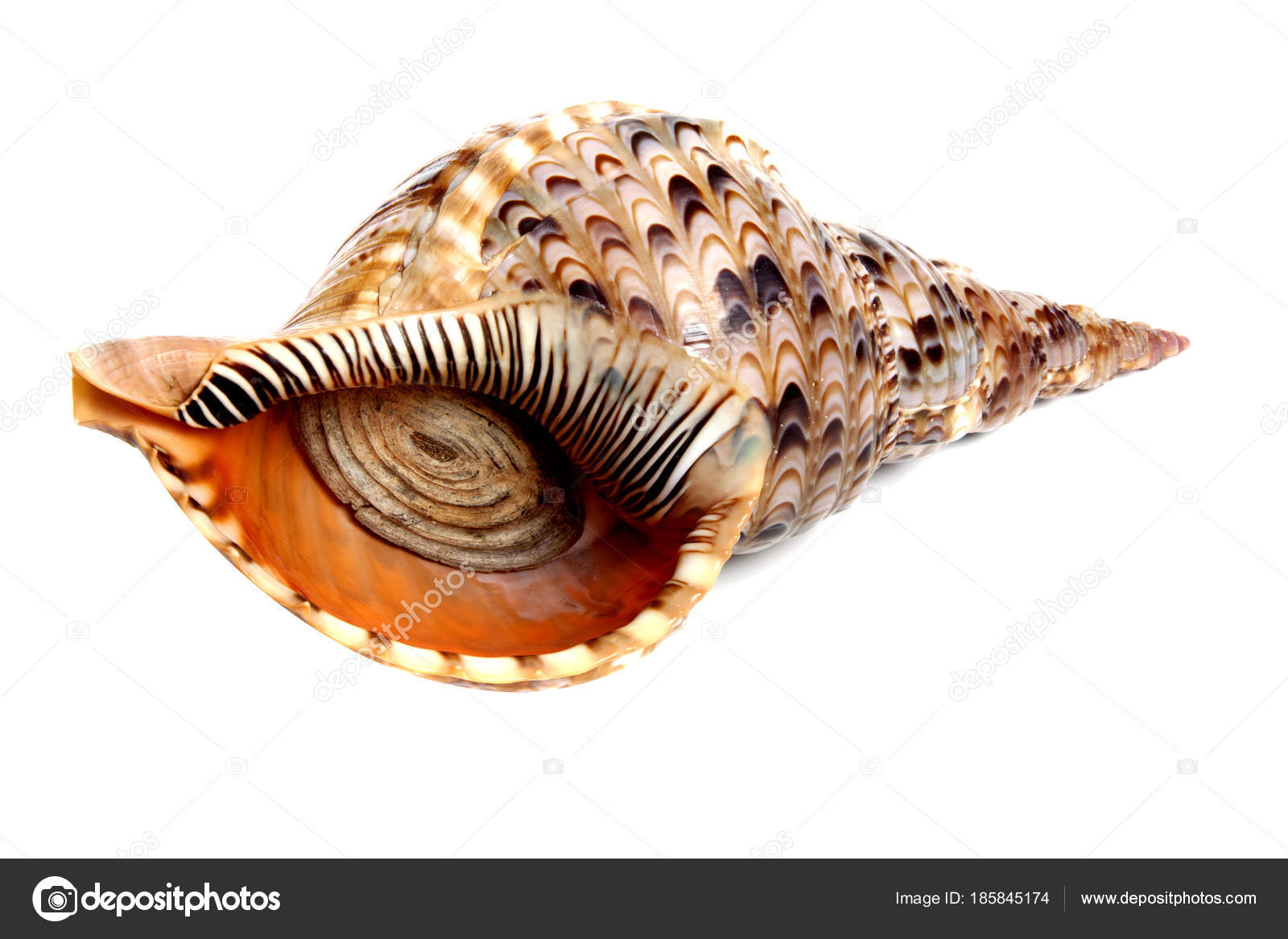 Charonia tritonis — Stock Photo © joophoek #185845174