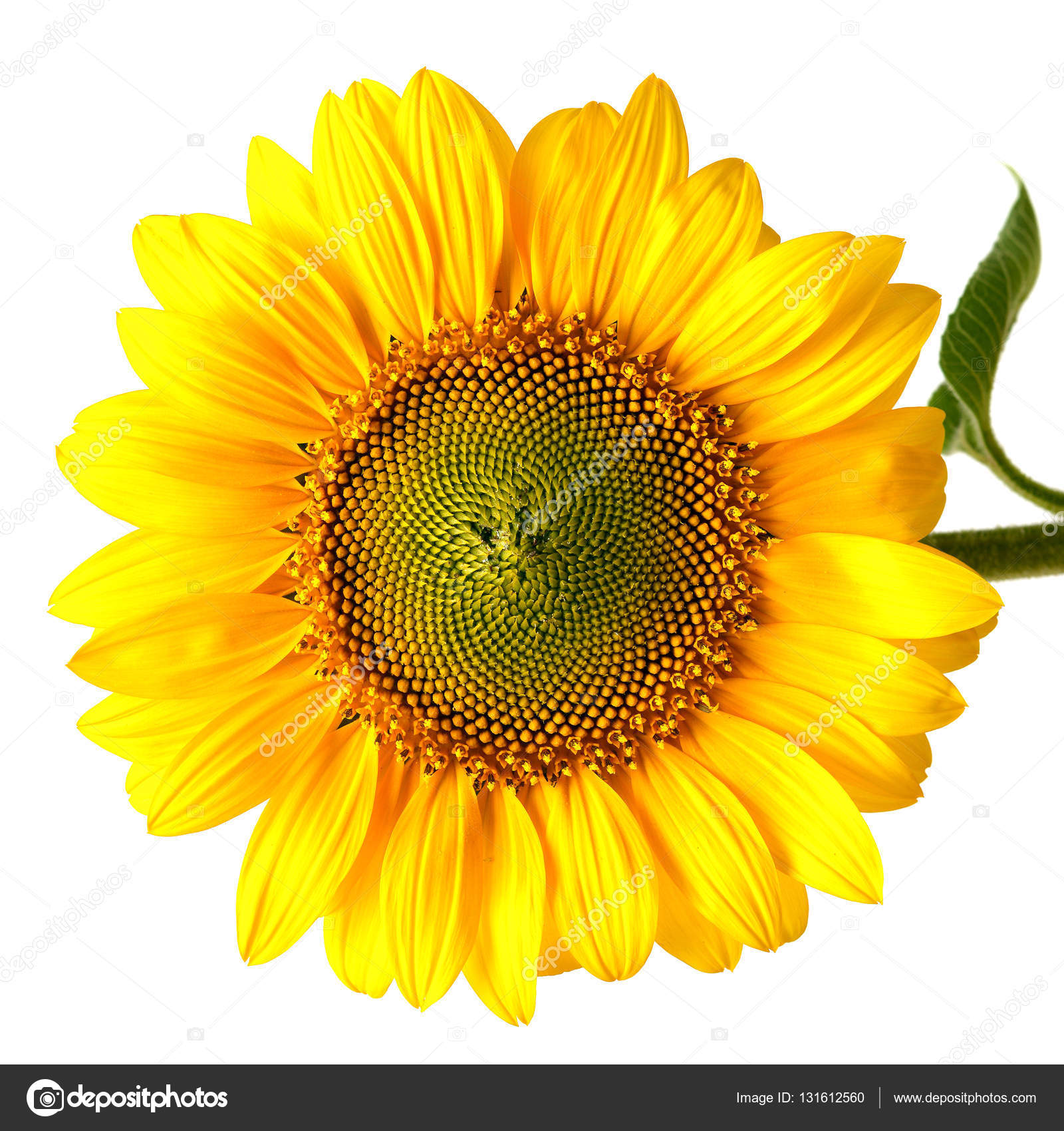 One beautiful sunflower — Stock Photo © Ian_2010 #131612560