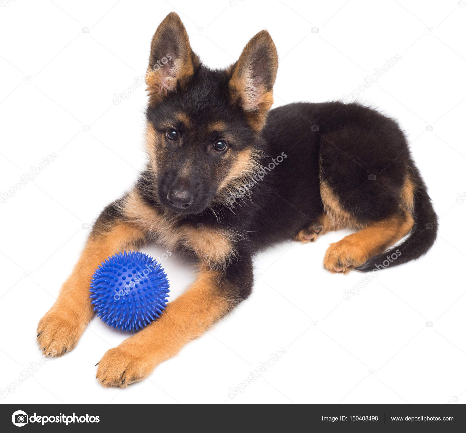 Adorable German Shepherd Puppies