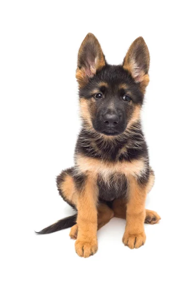 Cute German shepherd puppy Stock Photo by ©Ian_2010 150327930