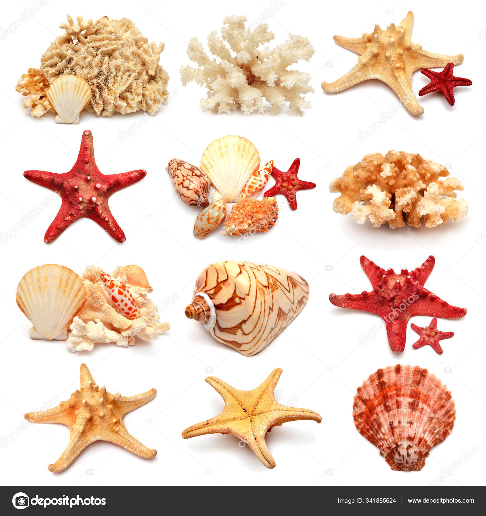 Collection of sea stars, shells and coral isolated on white back Stock ...