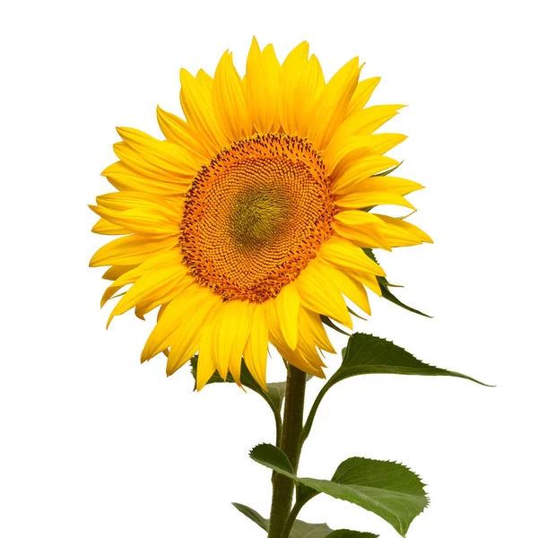 Sunflower turn the sun Stock Photos, Royalty Free Sunflower turn the ...