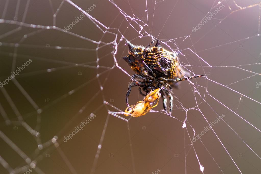 Spiny backed orb weaver spider Stock Photo by ©wollertz 127814252