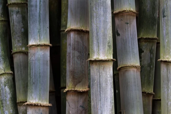 Dry stalks of bamboo Stock Photo by ©ssuaphoto 63494963