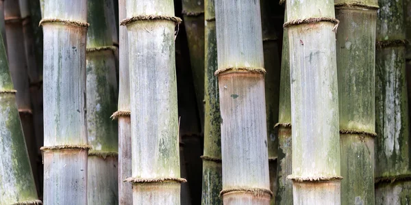 Dry stalks of bamboo Stock Photo by ©ssuaphoto 63494963