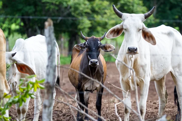 Cows costa rica Stock Photos, Royalty Free Cows costa rica Images ...