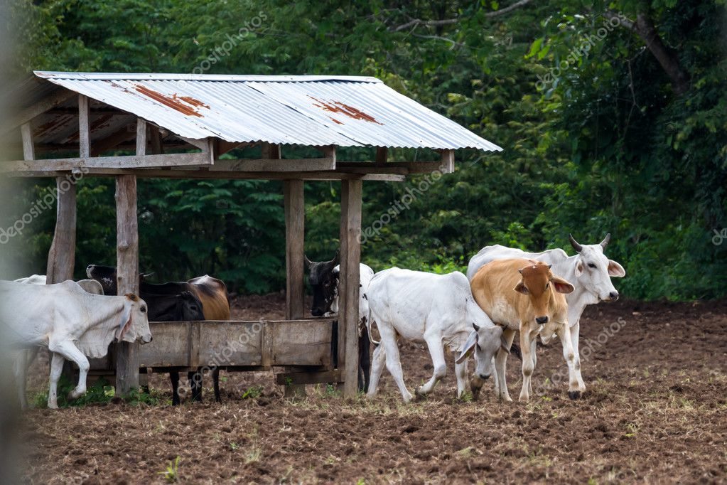 Brahman cattle in Costa Rica — Stock Photo © wollertz #128275170