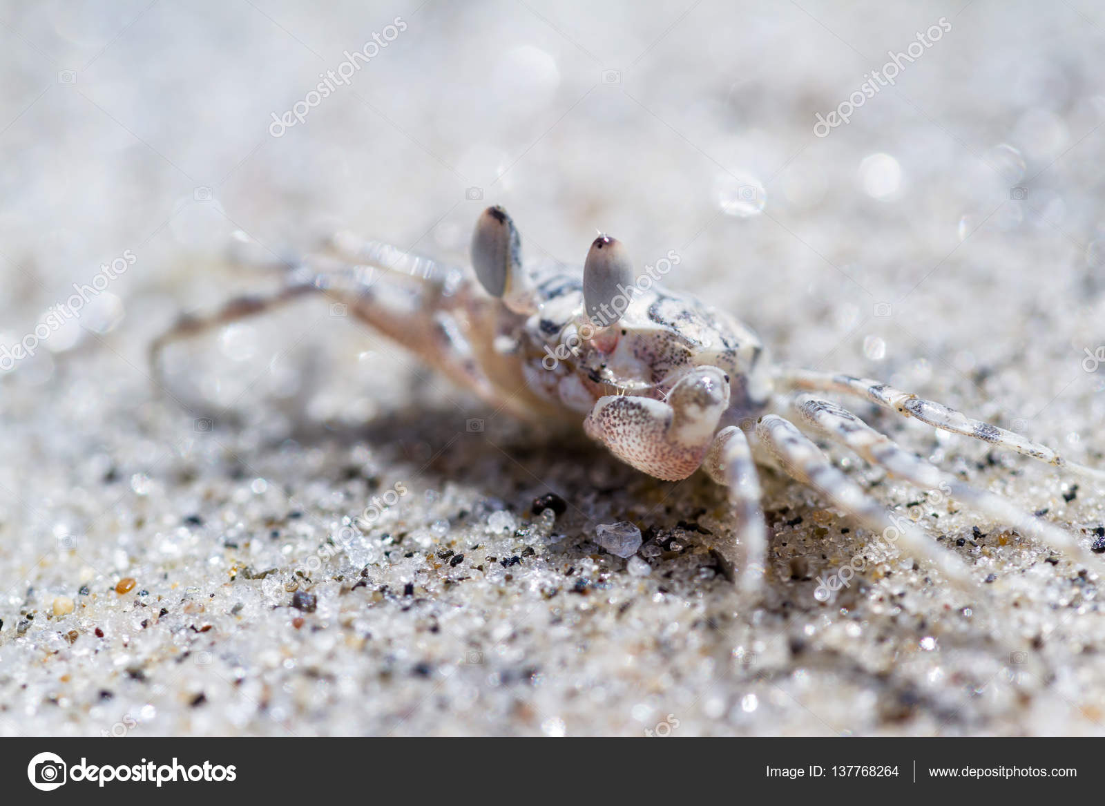 White Sand Crabs