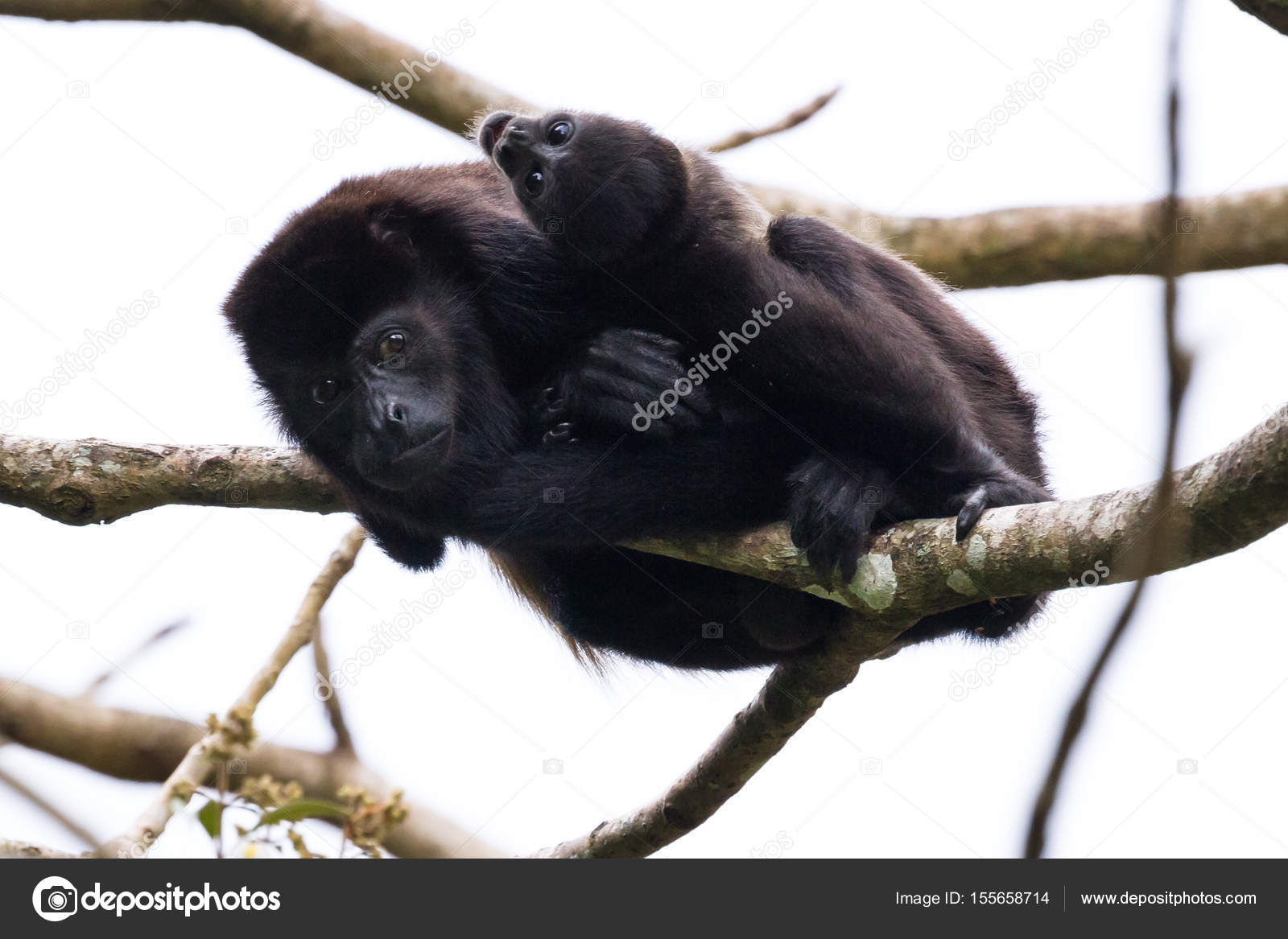 Mama howler with her baby — Stock Photo © wollertz #155658714