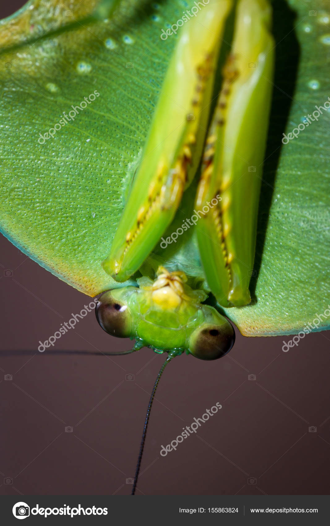 Choeradodis rhombicollis or hooded mantis Stock Photo by ©wollertz ...